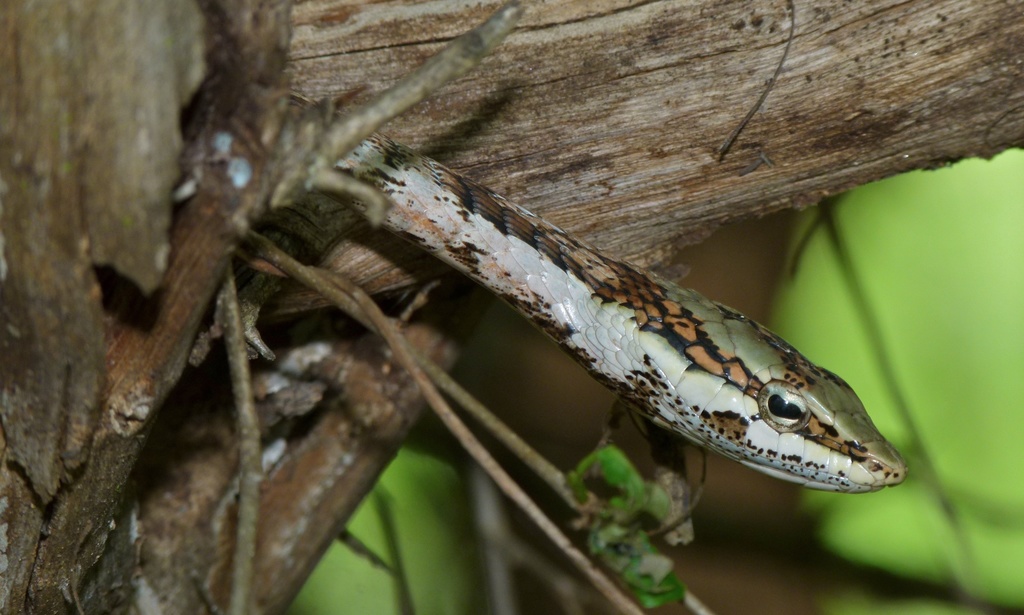 Twig Snake (Thelotornis capensis) - Snakes and Lizards