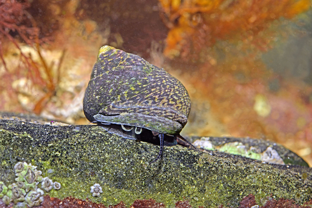 Lined Top Shell from Northern Ireland, UK on March 20, 2021 at 03:43 PM ...
