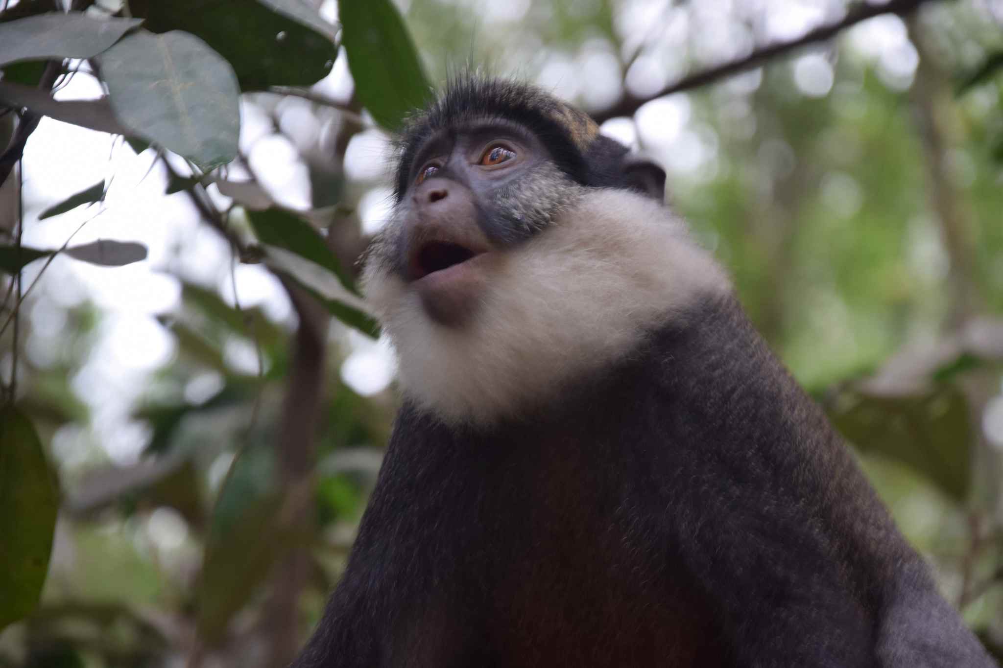 Cercopithecus erythrogaster Gray, 1866