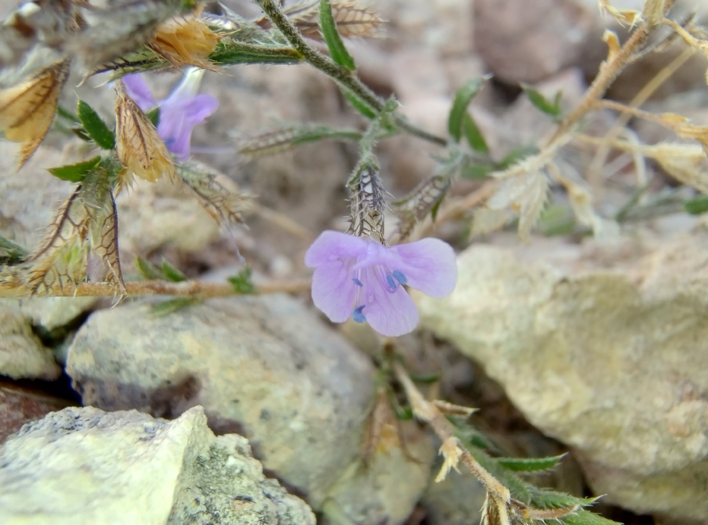 Loeselia coerulea from Dionicio Martinez S/N, El chabacano, San Juan ...