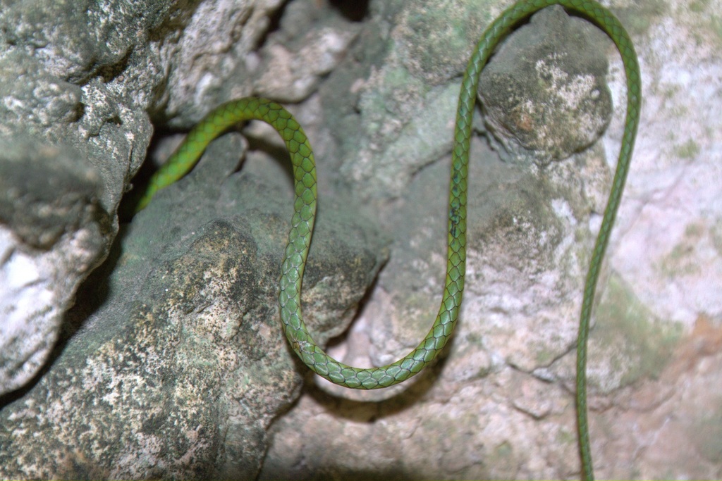 Catesby's Pointed Snake from Sud Department, Haiti on June 2, 2013 at ...