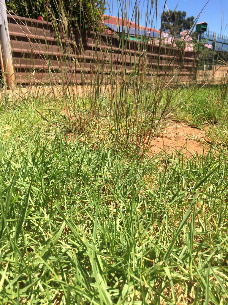 Redleg Grass from 105 Yorktown Road, Elizabeth Park, SA, AU on February ...