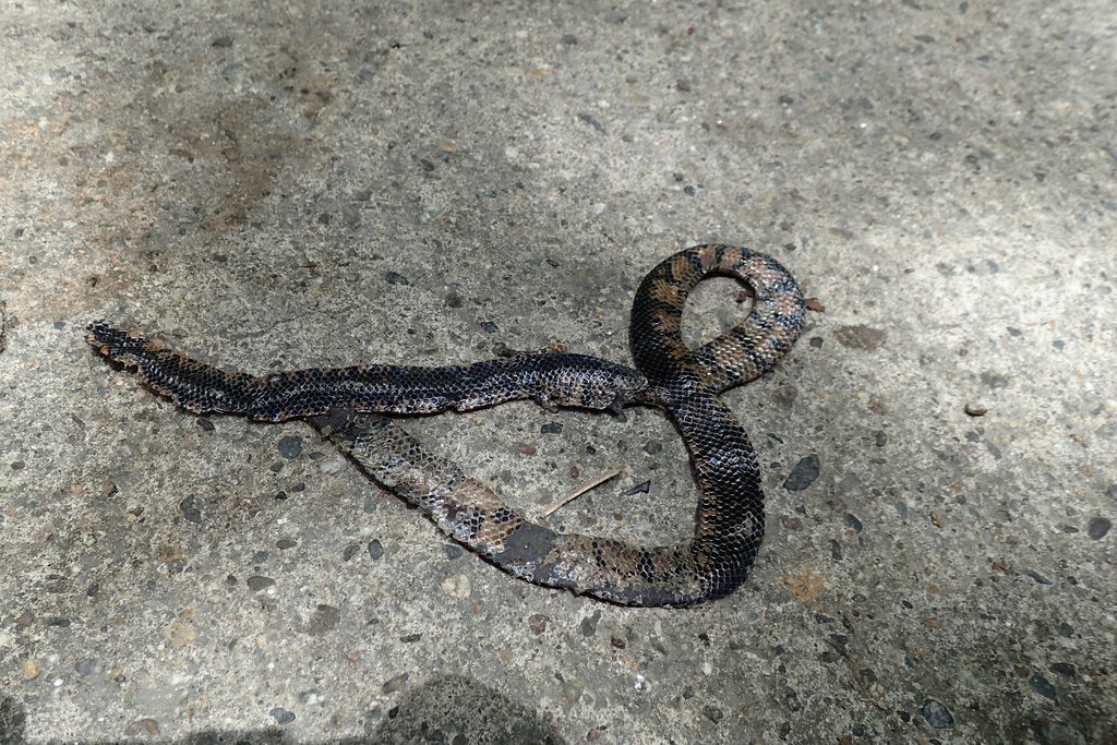 Black Pipe Snake from Bone Bolango, Gorontalo, Indonesien on April 24 ...