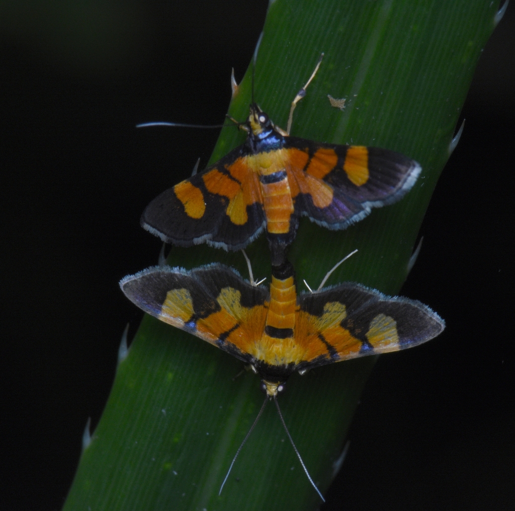 Aethaloessa calidalis from Lvdao Township, Taitung County, Taiwan 951 ...
