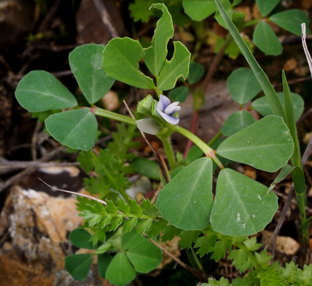 Fenugreek (Trigonella foenum-graecum) - Botanical Realm