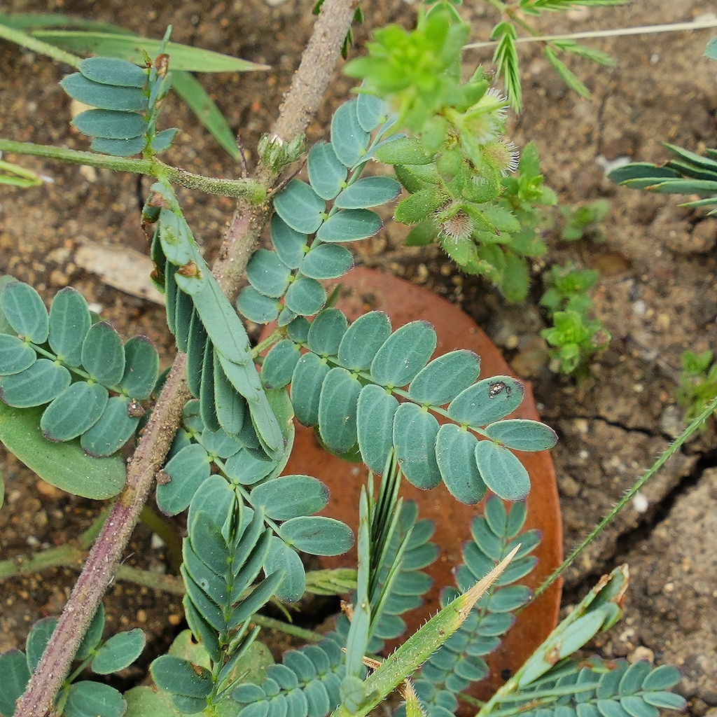 Netleaf Bundleflower from San Antonio, TX, USA on April 9, 2026 at 01: ...