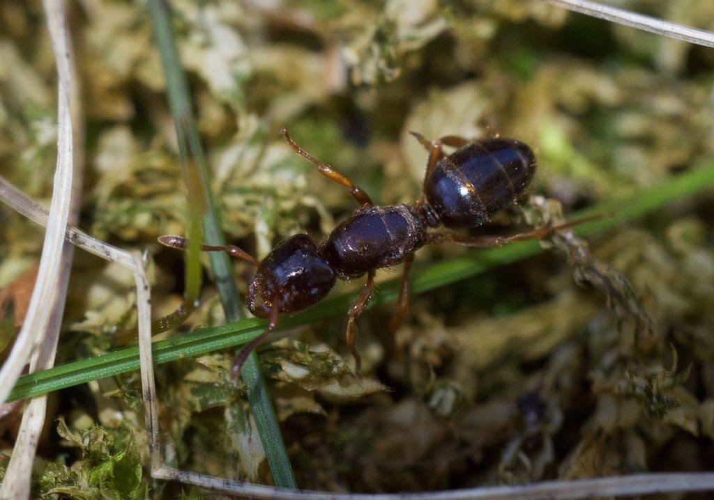 Common Citronella Ant from Northfield, Minnesota, United States on ...