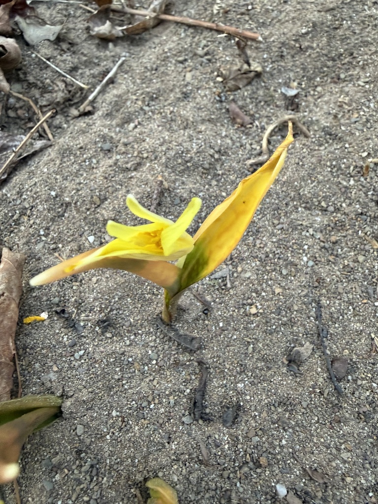 yellow trout lily in April 2026 by Henry Dennison · iNaturalist