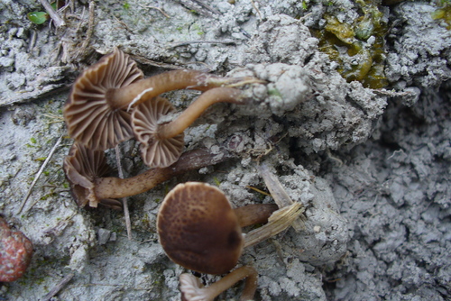 Camarophyllopsis atropuncta · iNaturalist
