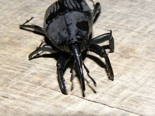 South American Palm Weevil (Florianopolis - Insects, no Lepidoptera ...