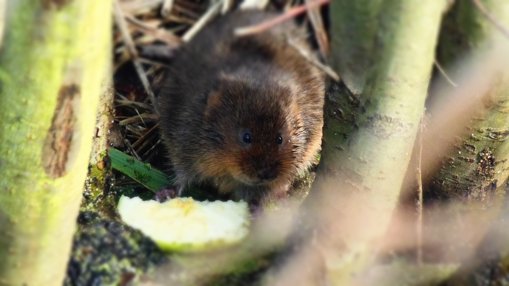 European Water Vole from London, UK on March 04, 2017 at 11:09 AM by ...