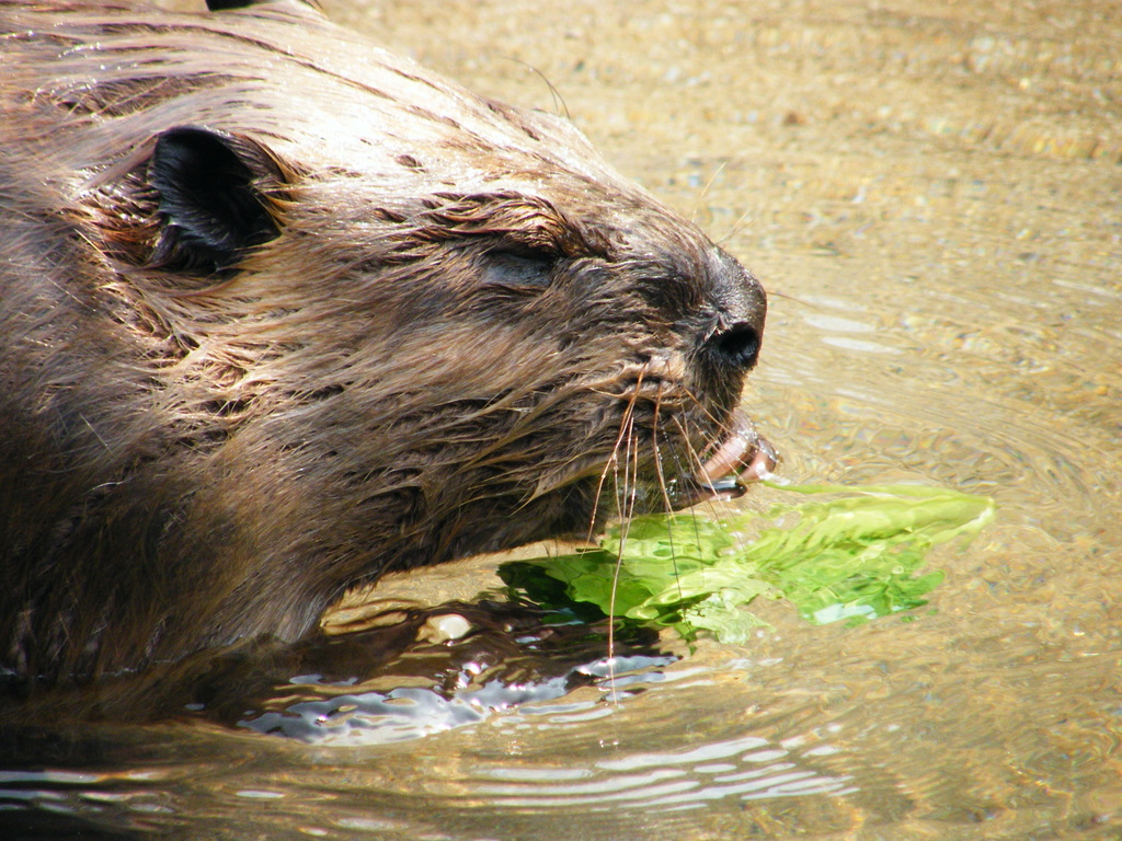 Beavers (Castor) - Know Your Mammals
