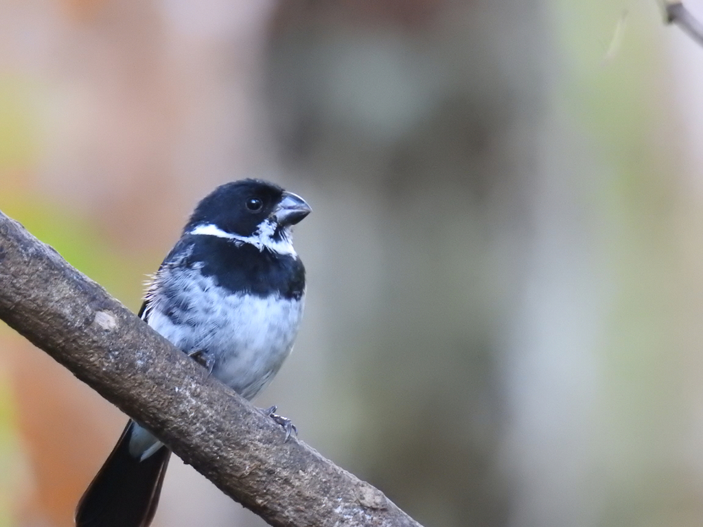 Variable Seedeater (iNaturalist Digital Guide for Wildlife of Isla de ...