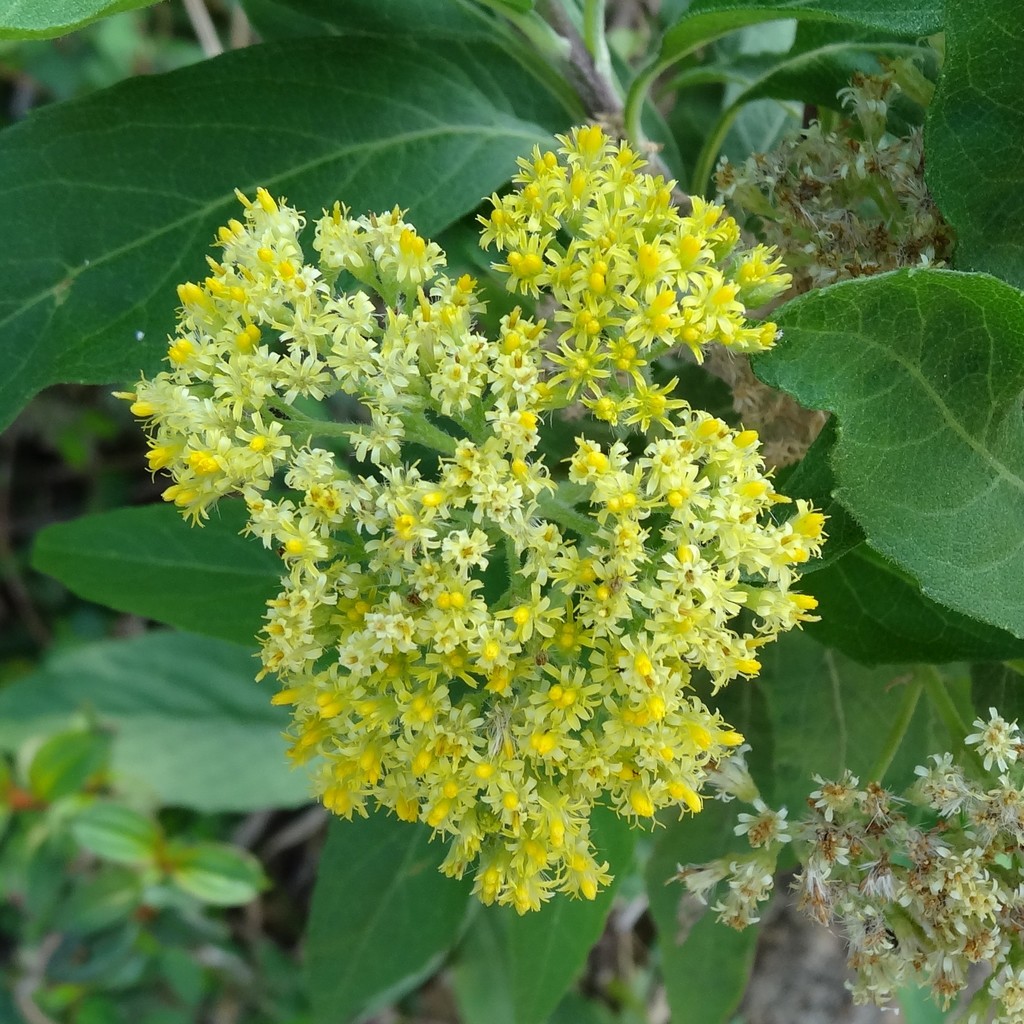 (Psiadia ceylanica) - Botanical Realm