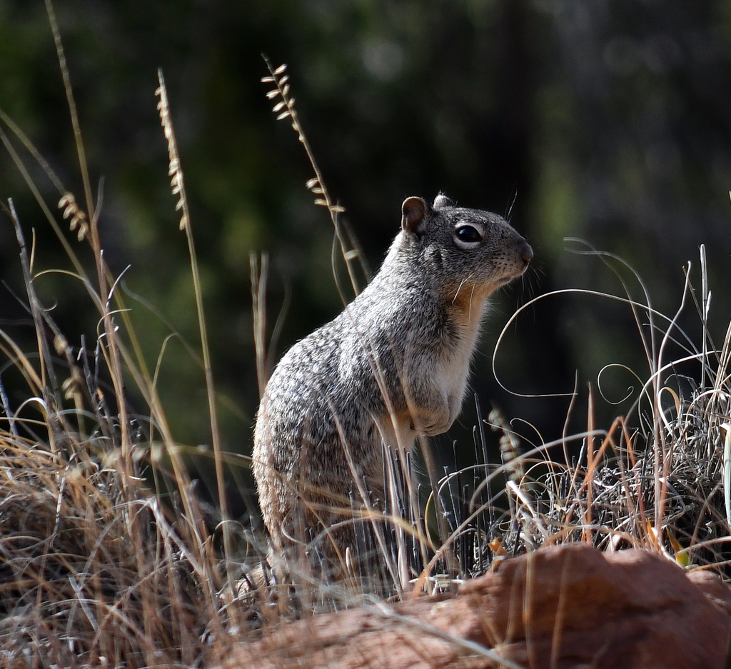 Rock Squirrel from Paa-Ko Village, NM 87047, USA on February 25, 2026 ...