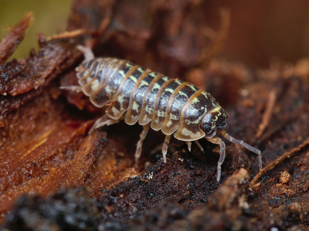 Painted Pill Woodlouse (Isopods of Germany (Asseln Deutschlands ...