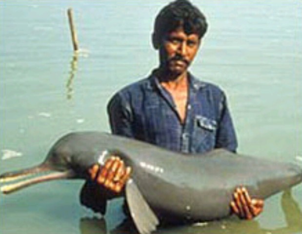 Ganges River Dolphin (Platanista gangetica) - Marine Life Identification