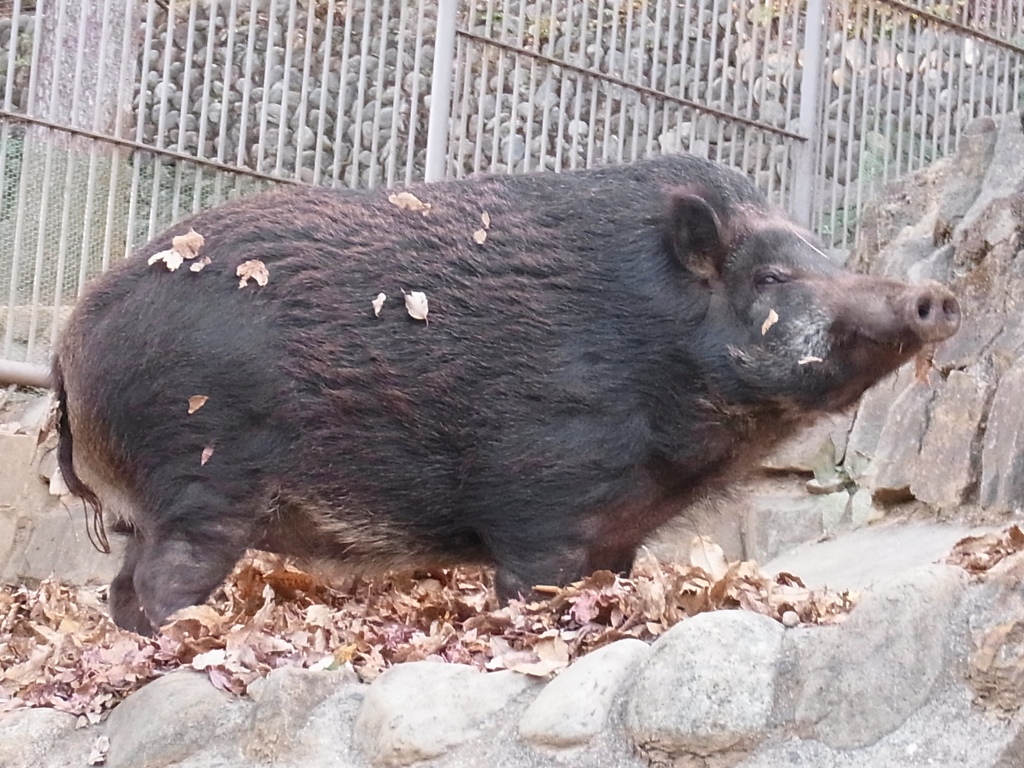 Japanese Boar (Sus scrofa leucomystax) - Know Your Mammals