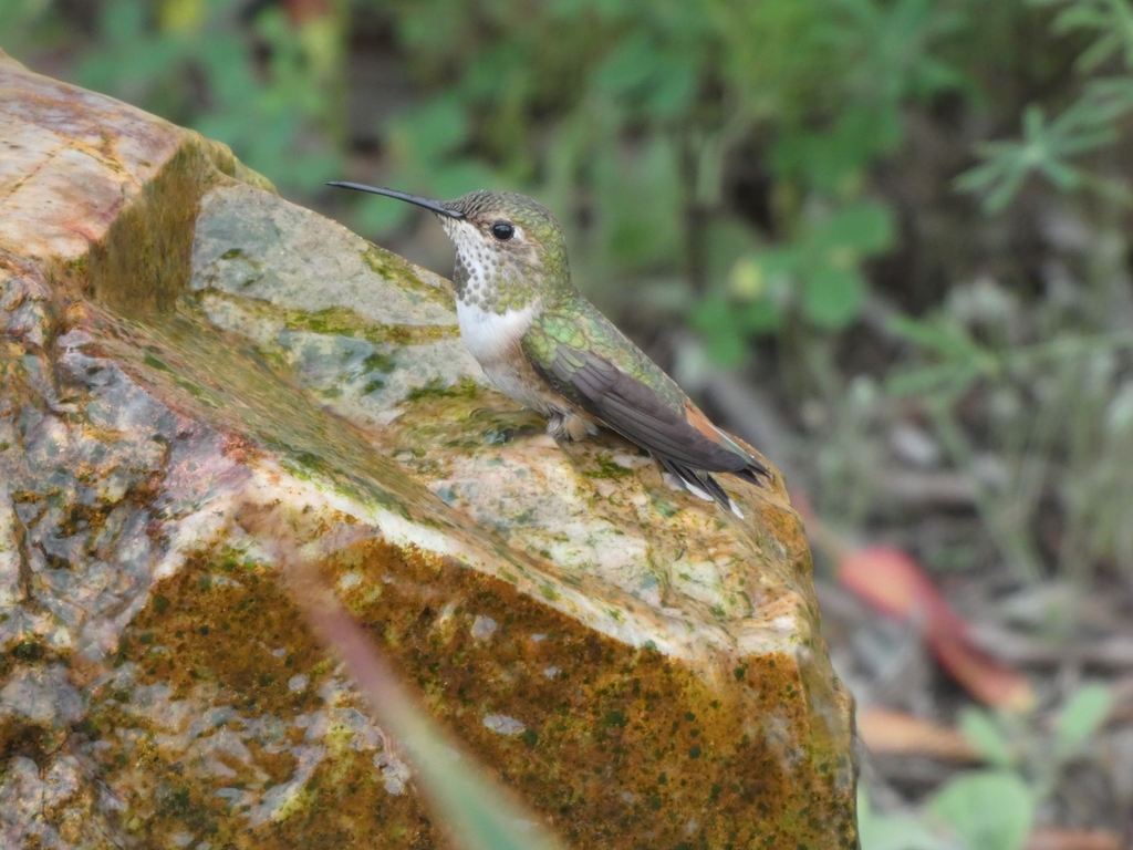 Rufous, Allen's, and Allied Hummingbirds from Madrona Marsh Nature ...