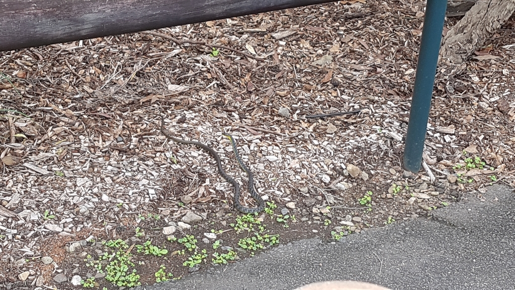 Common Tree Snake from Caloundra - Rail Corridor, AU-QL, AU on March 14 ...