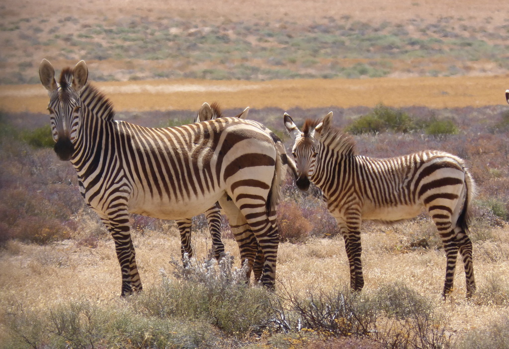 Hartmann's Mountain Zebra (Equus zebra hartmannae) - Know Your Mammals