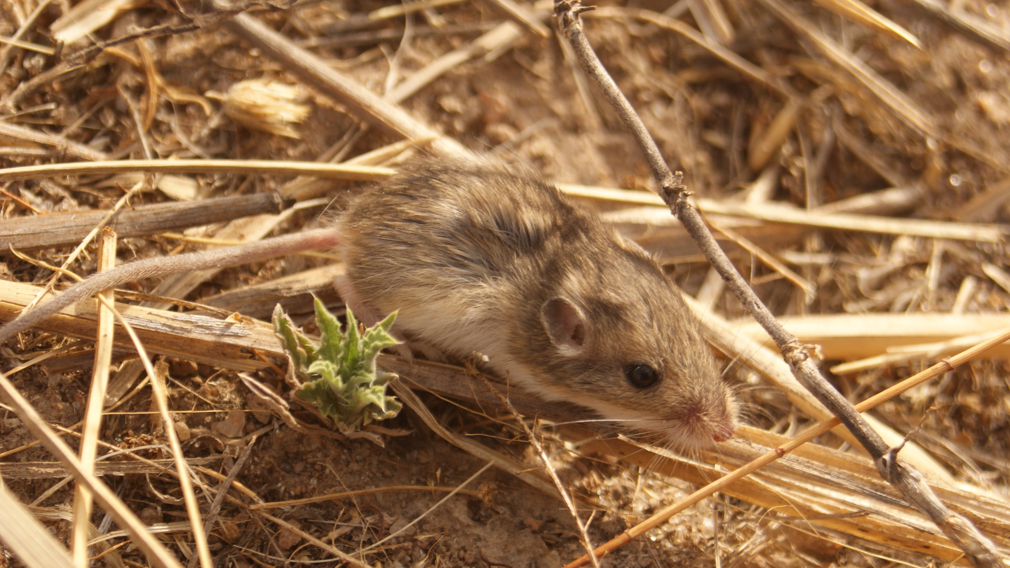 Chaetodipus nelsoni (Merriam, 1894)