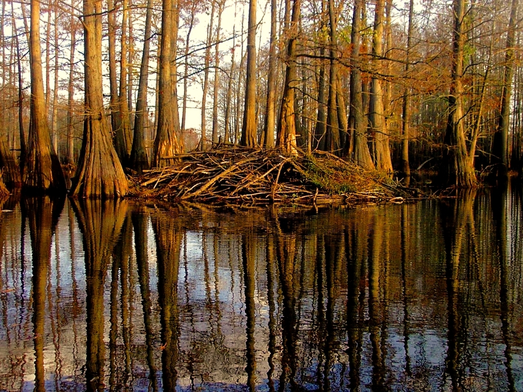 Beavers (Castor) - Know Your Mammals