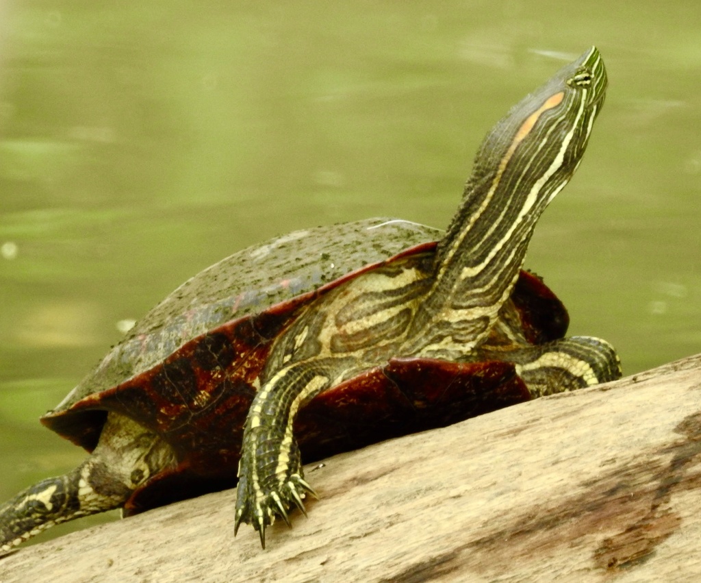 Trachemys grayi emolli from Ruta Nacional 143, Tilaran, Guanacaste, CR ...