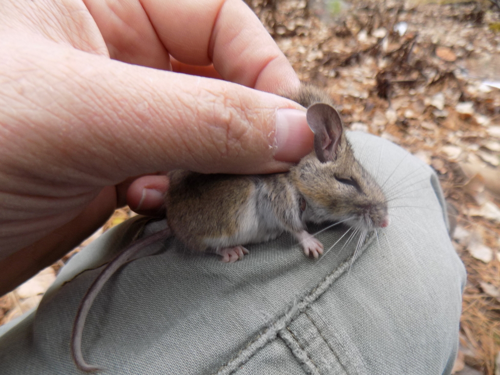 Black-eared Mouse (Peromyscus melanotis) - Know Your Mammals