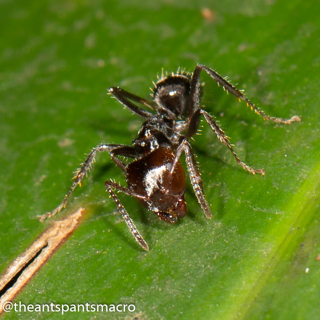 Notoncus capitatus from Mount Nebo QLD 4520, Australia on March 15 ...