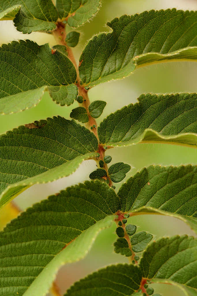 African Redwood (Hagenia abyssinica) - Botanical Realm
