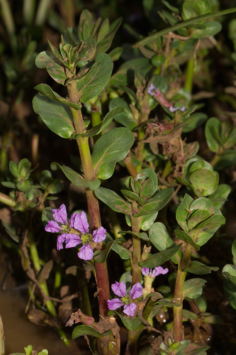 Lythrum rotundifolium · iNaturalist Mexico