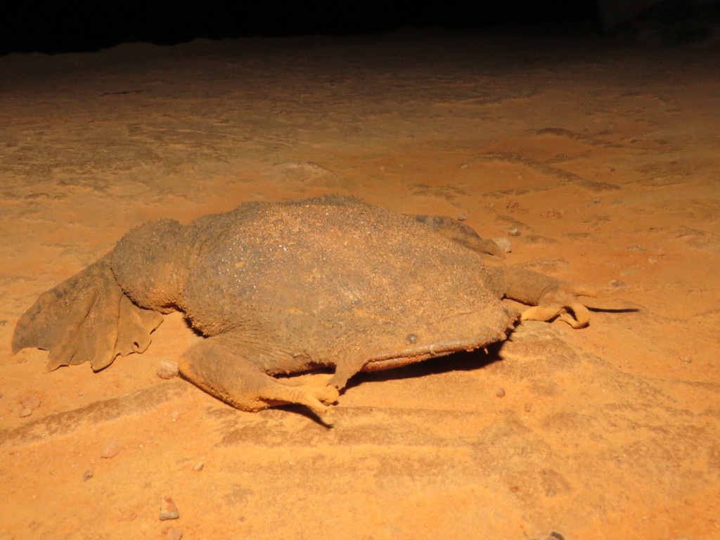 Aparo (Especies de Anfibios del Meta, Colombia) · iNaturalist