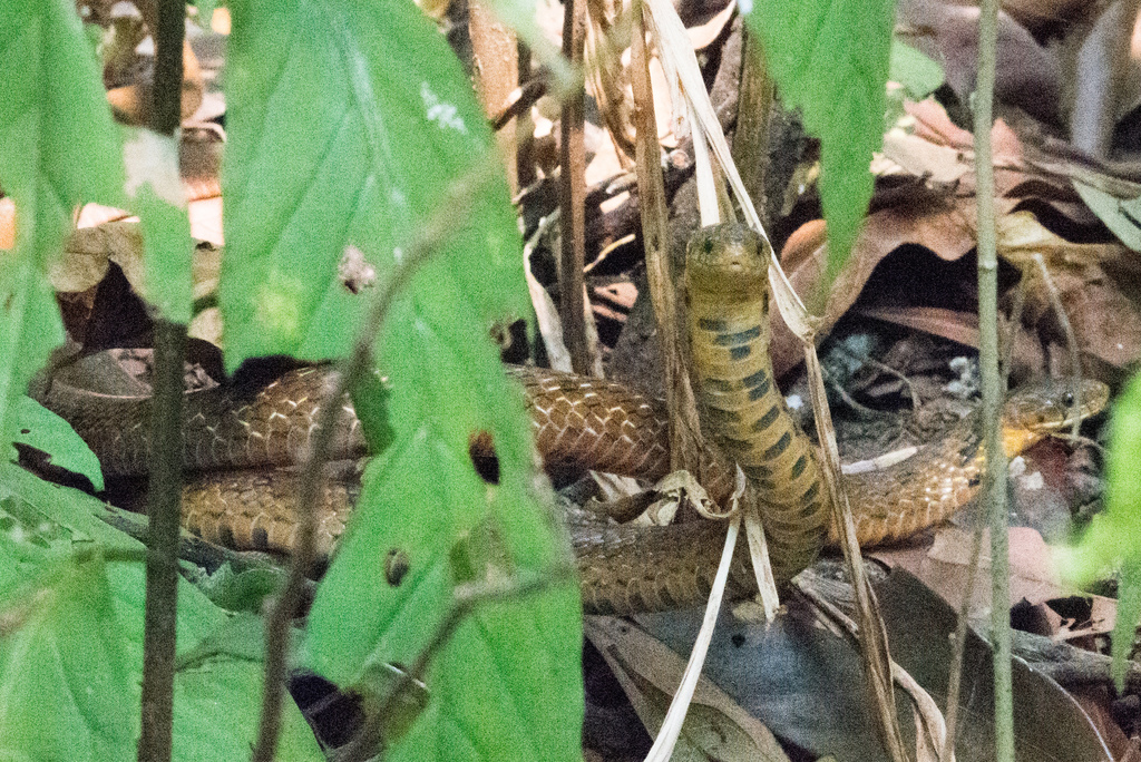 Assam Mountain Snake from Taunggyi, Myanmar (Burma) on February 22 ...