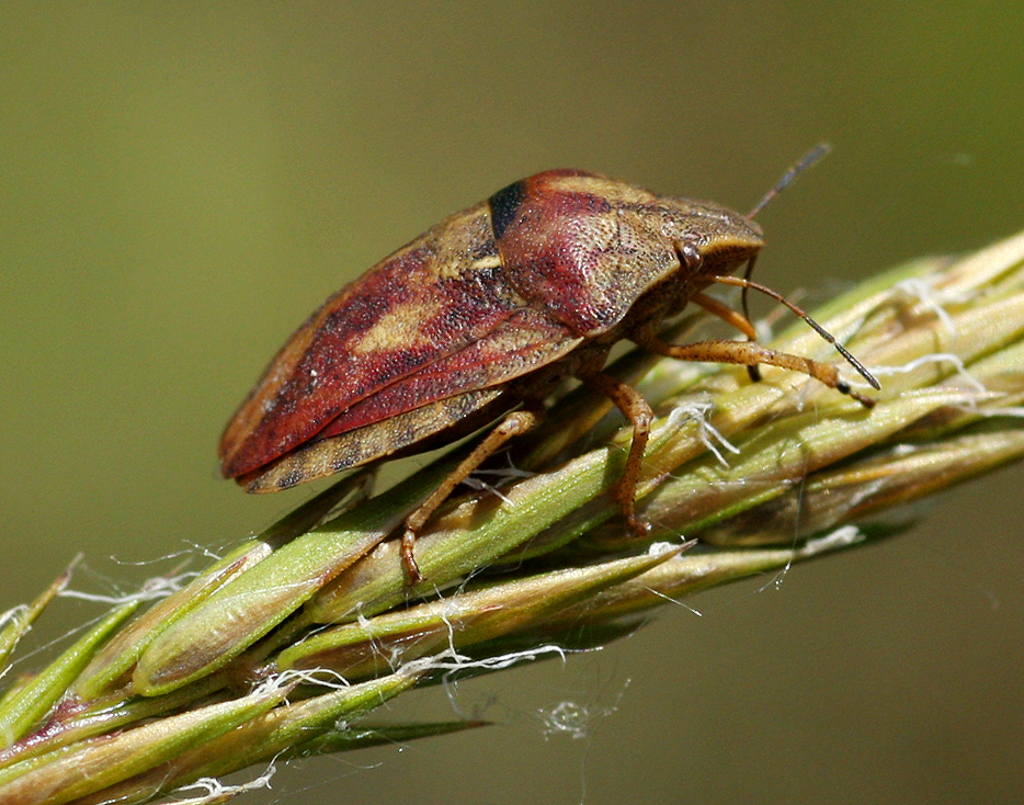 Tortoise Bug from Sluisbemden, Diepenbeek, Belgium on May 22, 2009 at ...