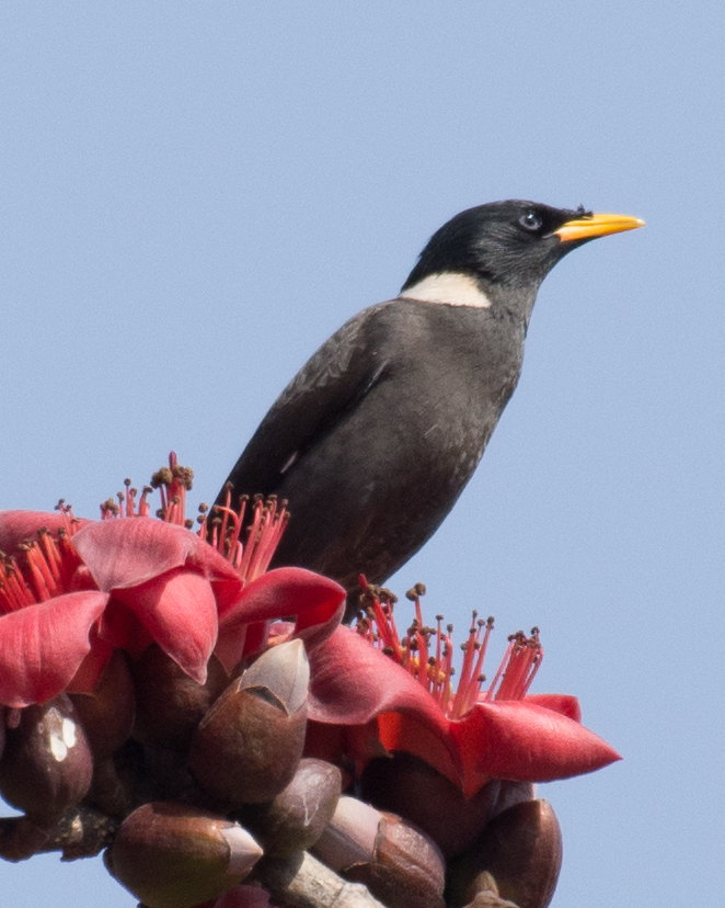 Collared Myna from Taunggye, Shan, Myanmar on February 23, 2016 at 10:08 AM by William Stephens ...