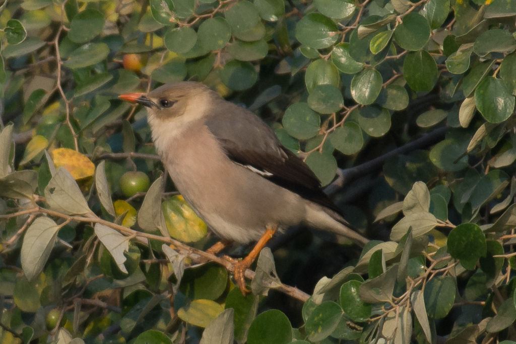 Burmese Myna (Acridotheres burmannicus) - Avian Discovery