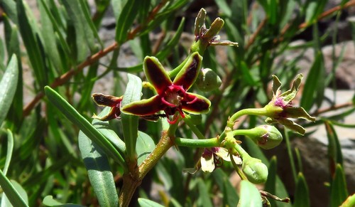 Periploca chevalieri · Naturalista Costa Rica