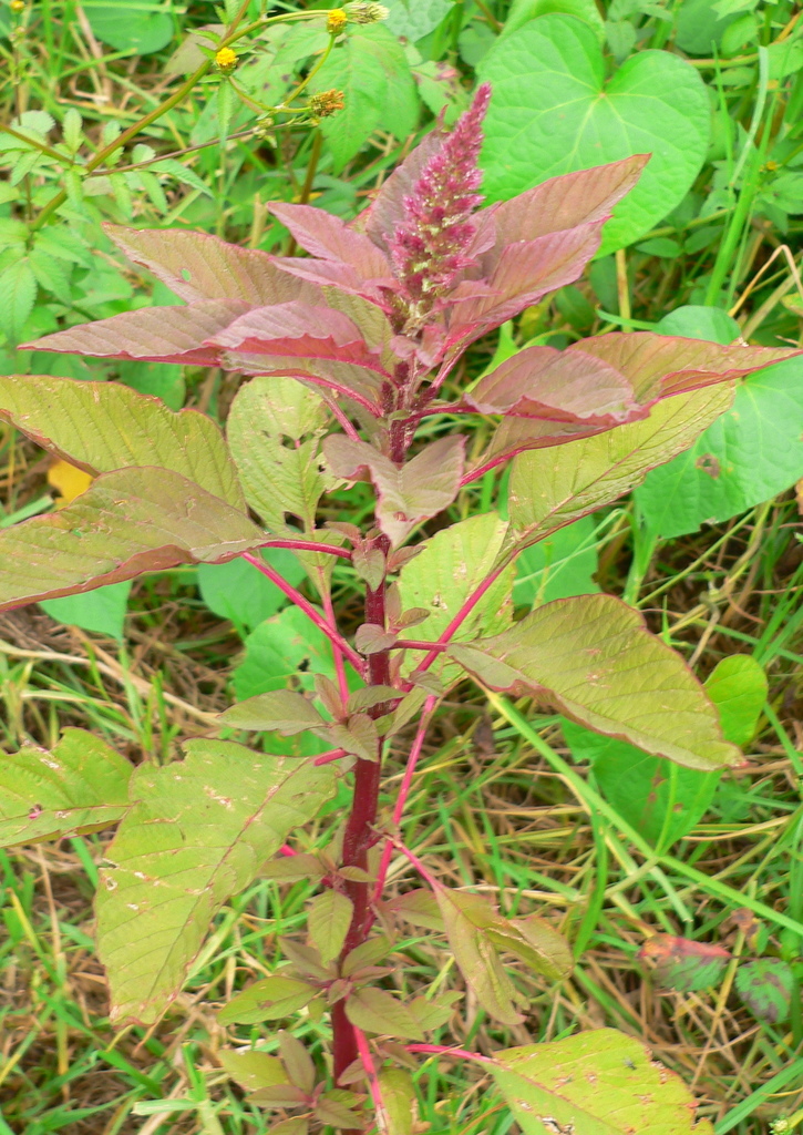 Smooth Pigweed (Amaranthus hybridus) - Botanical Realm