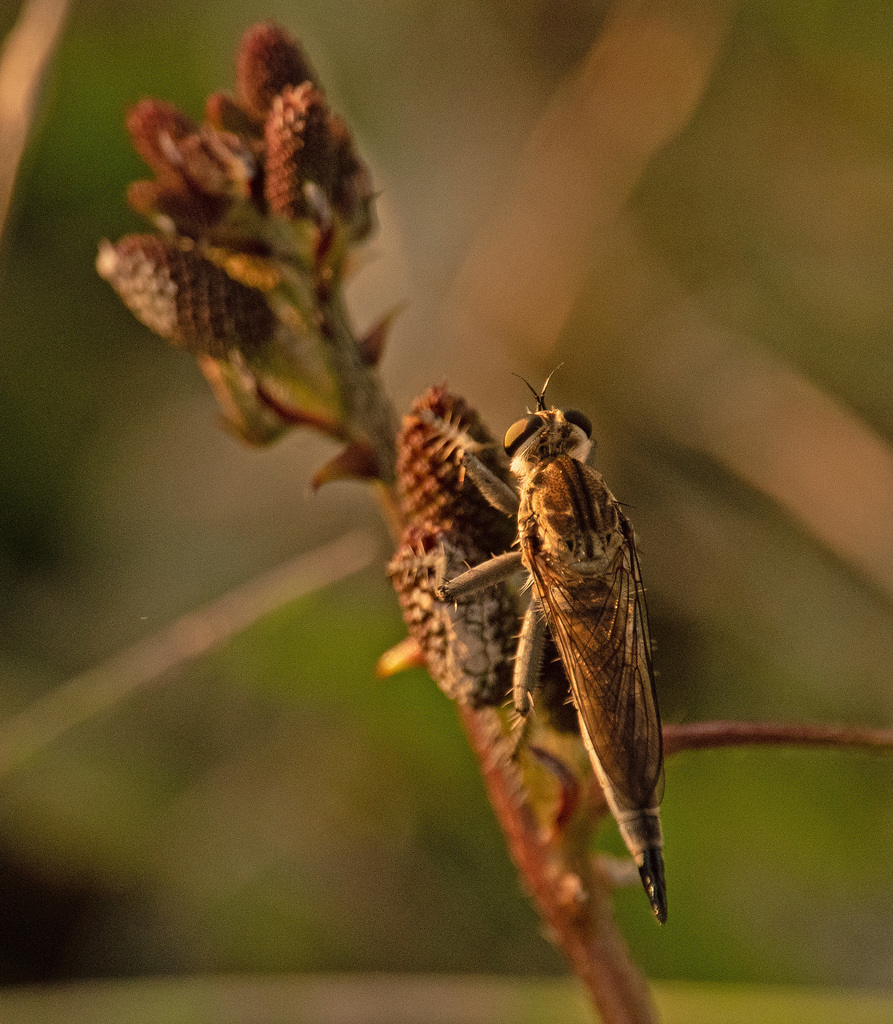 Philodicus from Prasat Balangk, Cambodia on November 21, 2019 at 06:17 ...