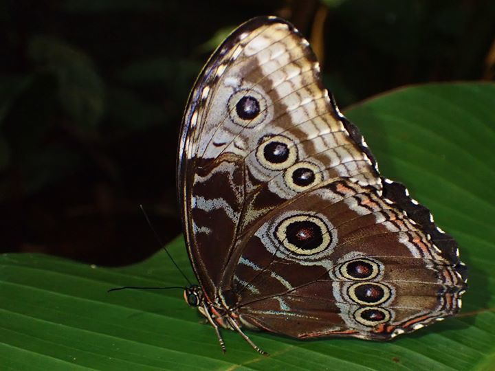 Common Morpho from braullio carillo on March 8, 2020 by Eridan Xharahi ...