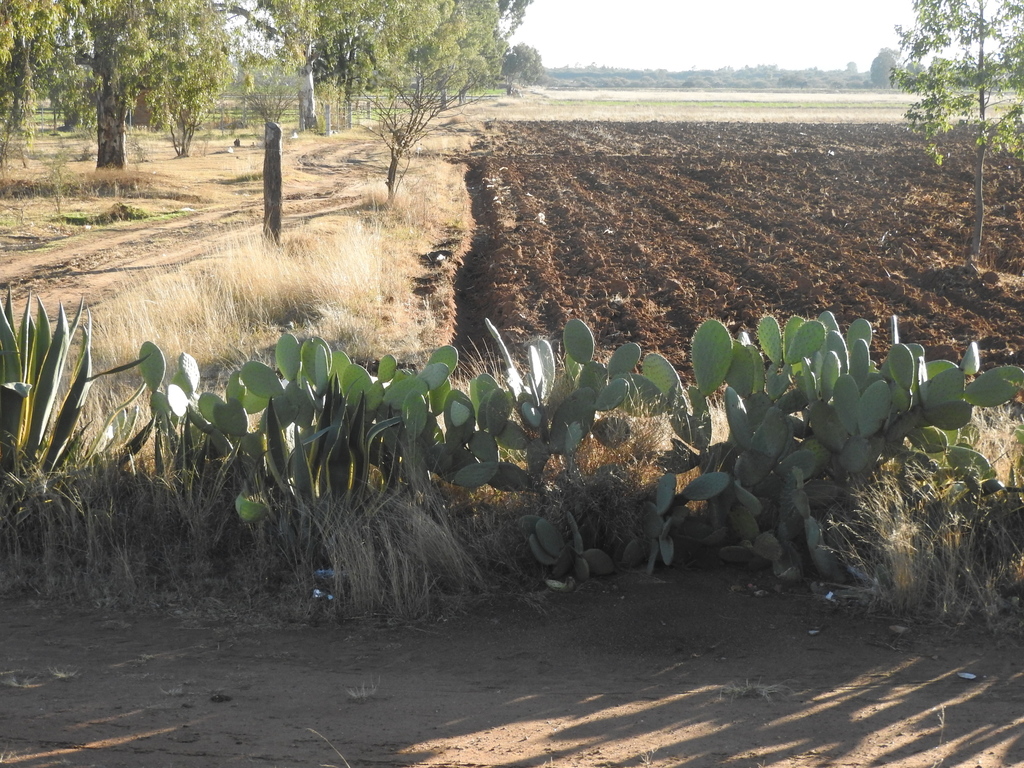 Opuntia joconostle from Dolores Hidalgo Cuna de la Independencia ...
