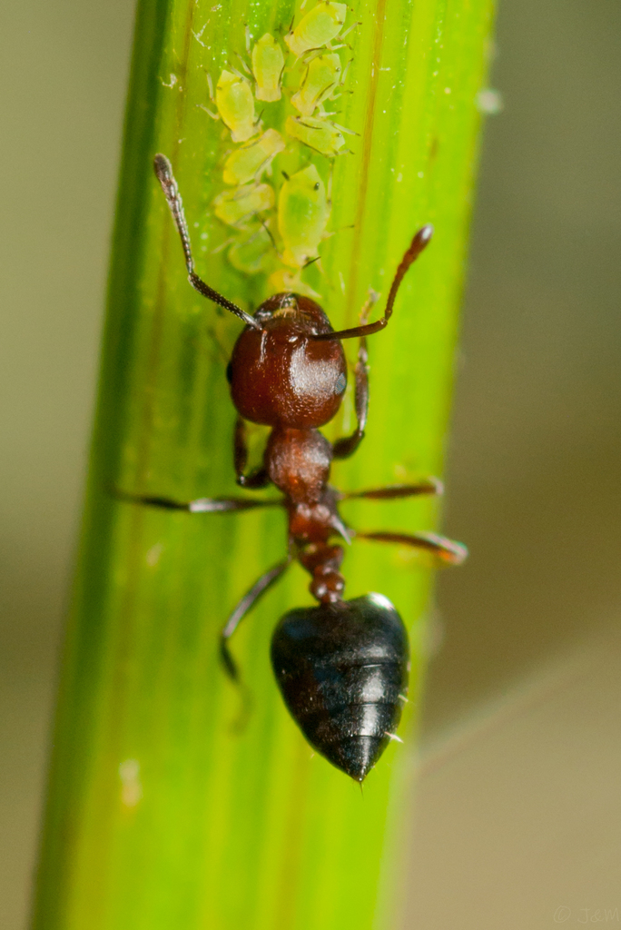 Red Cocktail ant (Flies, Ants, Wasps and Bees of the Mfolozi River ...