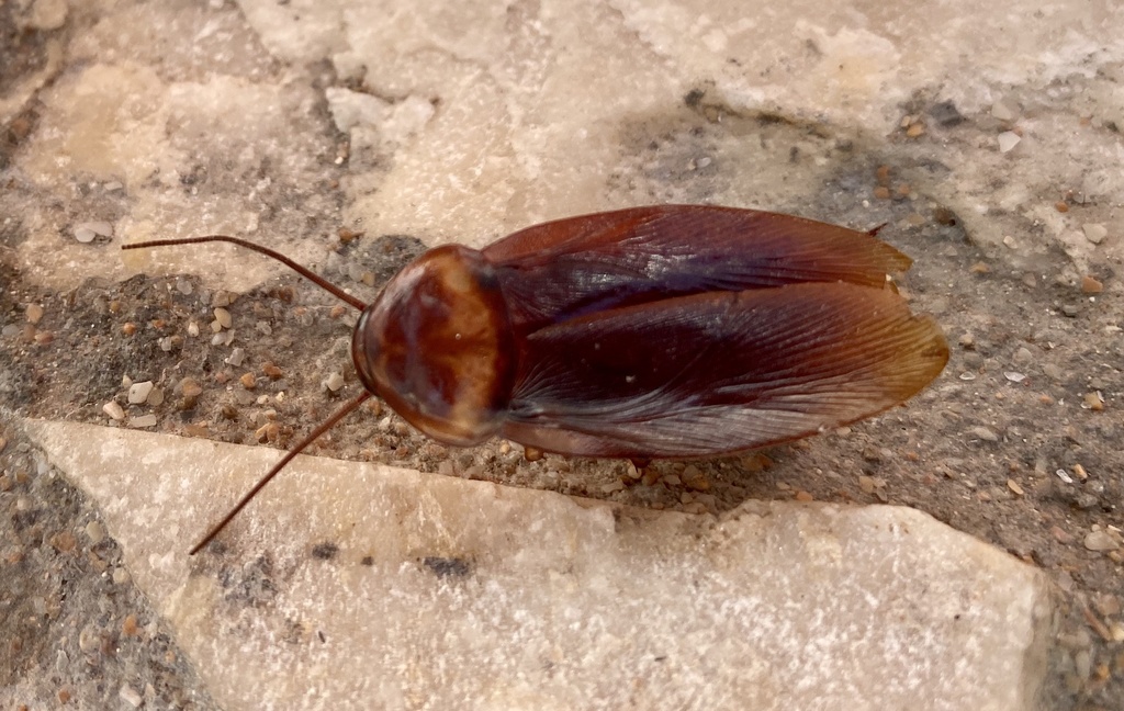 American Cockroach from Gran Canaria, Mogán, Kanarieöarna, ES on March ...