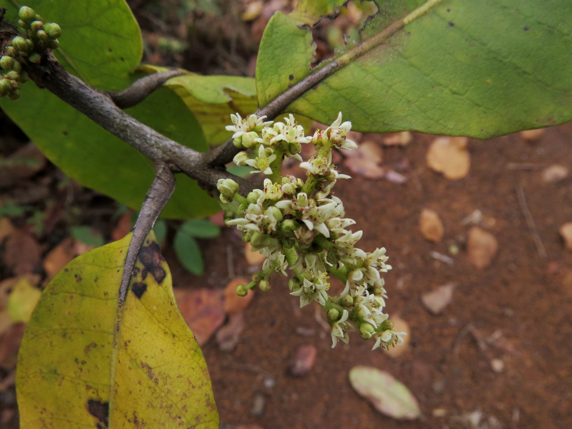 Shorea robusta Gaertn.