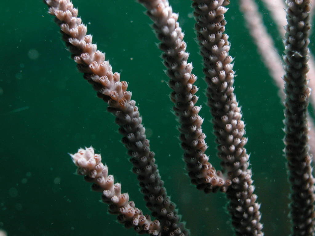 Muricea (California Academy of Sciences, Philippine Coral Reef Gallery ...