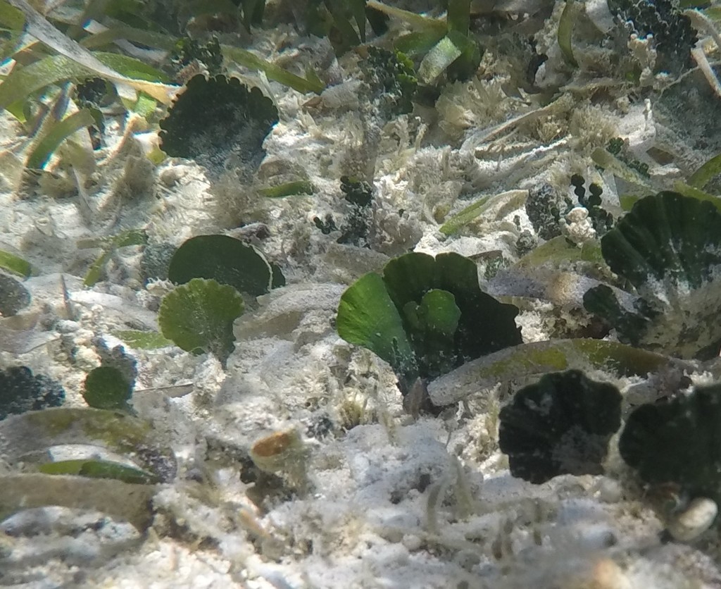 Mermaid's Fan (Udotea) - Botanical Realm