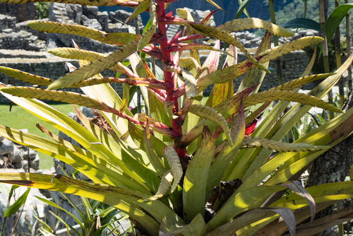 Tillandsia fendleri (Bromelias de Antioquia) · BioDiversity4All