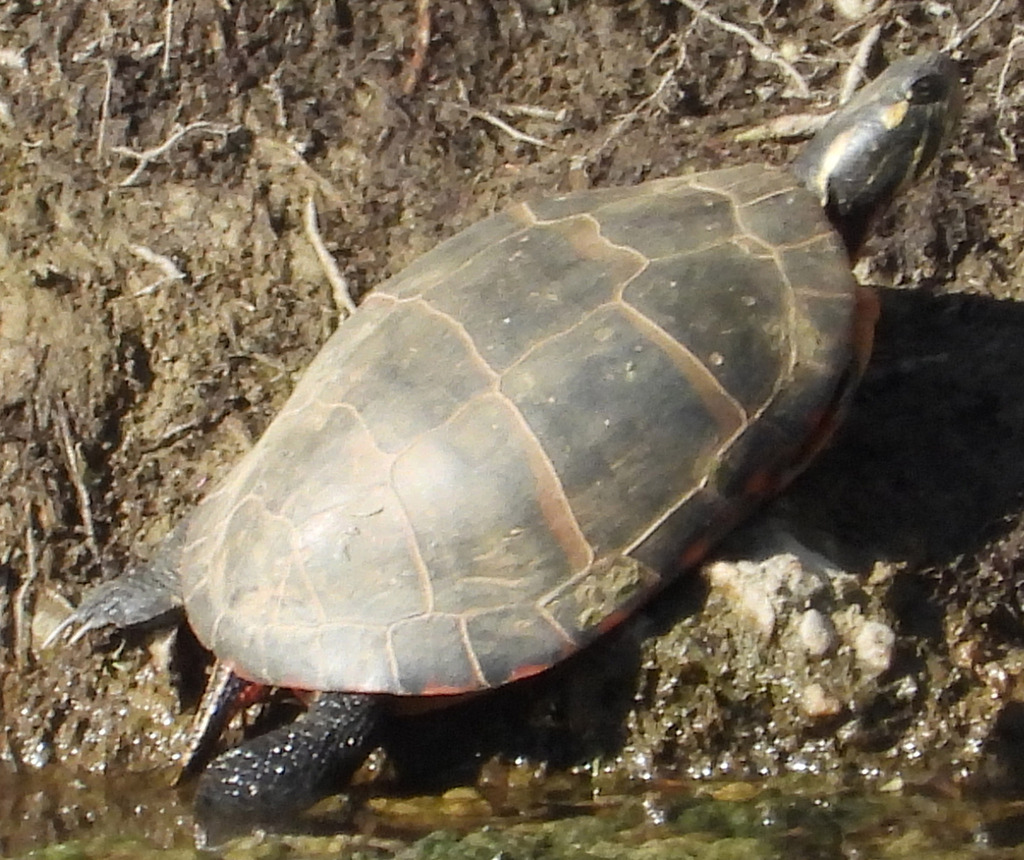 Eastern Painted Turtle from FDA Blvd, Silver Spring, MD, USA on April 9 ...