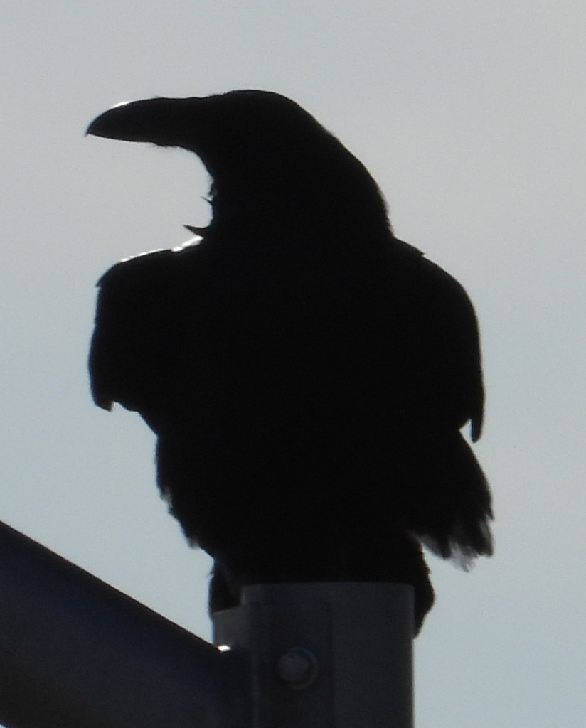 Common Raven in April 2026 by Dan Treadwell · iNaturalist